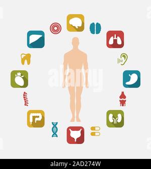 Human Internal Organs Anatomy Stock Photo - Alamy
