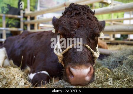 Young bull calf in a stall on a farm Stock Photo - Alamy