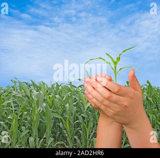 presenting corn shoot as a gift of agriculture Stock Photo - Alamy