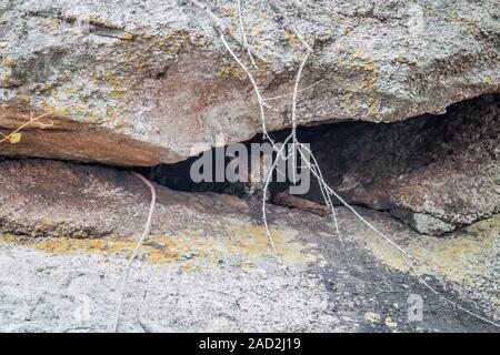 Leopard cub hiding in a cave Stock Photo - Alamy