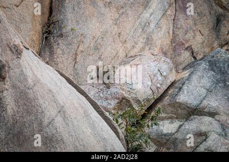 Leopard cub sitting on rocks in the Kruger National Park, South Africa ...