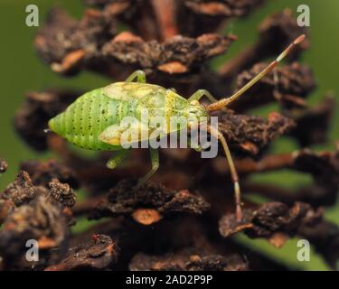 Pantilius tunicatus nymph at rest on twig. Tipperary, Ireland Stock ...
