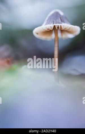 A macro shot of Milking bonnet fungi with grayish caps and green moss ...