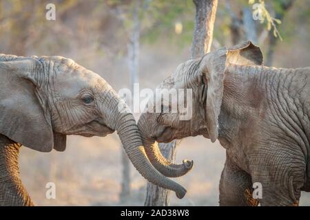 Two Elephants playing Stock Photo - Alamy