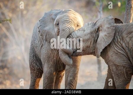 Two Elephants playing Stock Photo - Alamy