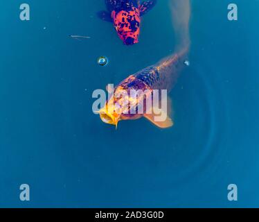 A Koi fish breaks the surface of a pond and looks around Stock Photo ...