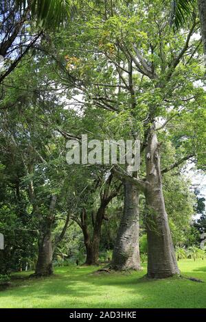 The Trees at Sir Seewoosagur Ramgoolam Botanical Garden, Mauritius ...