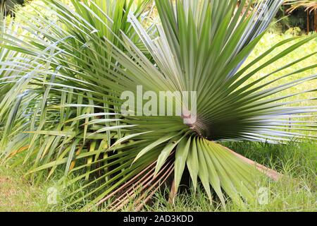 Mauritius, Botanical Garden, Screw Tree, screwpine, pandanus Stock ...