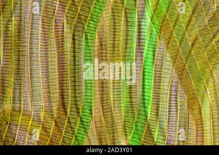 Oscillatoria Spp File:CSIRO ScienceImage 4342 A Bluegreen Algae