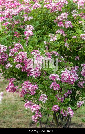 ornamental rose (Rosa 'Mozart', Rosa Mozart), flower of cultivar Mozart ...