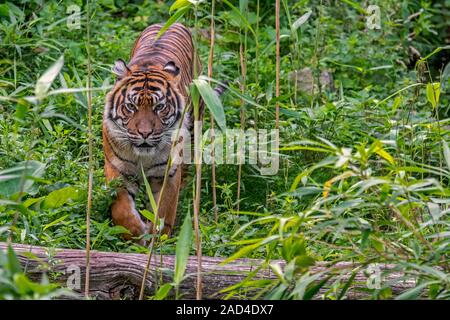 Sumatran tigers walk in Tiger Territory enclosure at London Zoo Stock ...