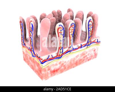 Small Intestine Villi Labeled