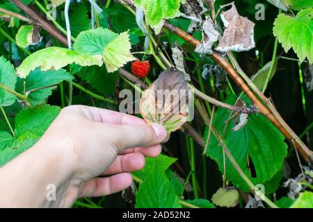 disease raspberry leaf infestation damaged leaves of the Bush Stock ...