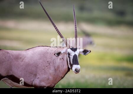 Side profile of a Gemsbok in the Kgalagadi Transfrontier Park, South ...