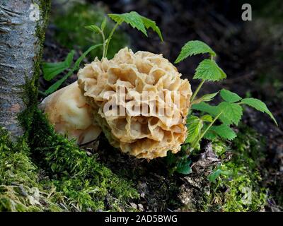 Common morel (morchella esculenta), morels Stock Photo - Alamy