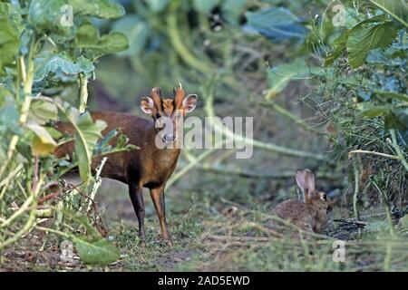 Reeves's muntjac (Muntiacus reevesi) male showing large tusks and ...