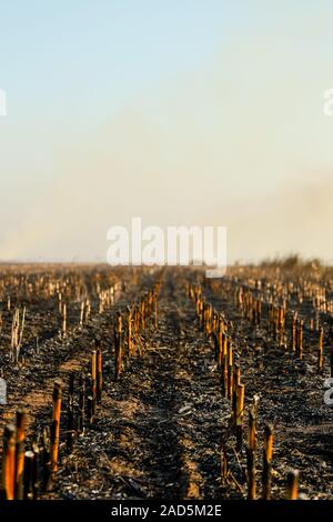 Corn field after irresponsibly burnt , destroyed and turned to ashes ...