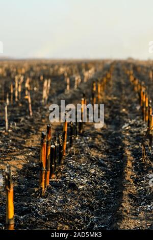 Corn field after irresponsibly burnt , destroyed and turned to ashes ...