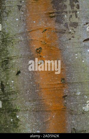Close-up texture of grey beech tree bark with white spots of lichen ...
