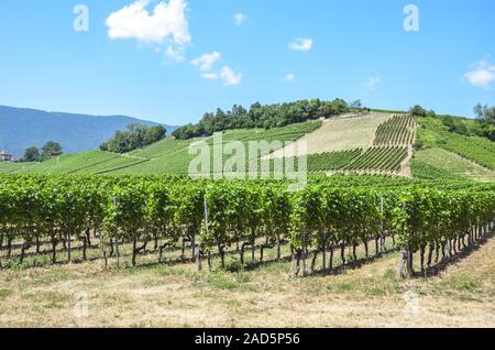 Vineyards at Neuchatel lake, Switzerland Stock Photo - Alamy