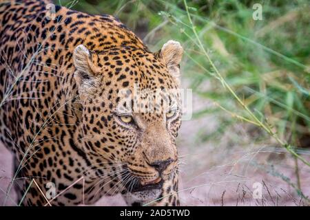 Side profile of a big male Leopard in the Kruger National Park, South ...
