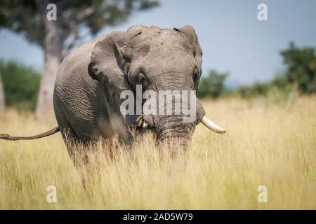 Elephant standing in high grass in black and white in the Chobe ...