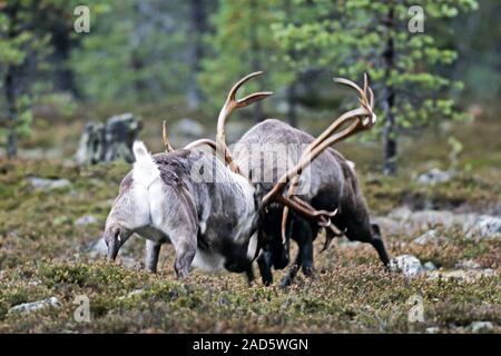 Bull Reindeer fighting in the rutting season Stock Photo - Alamy