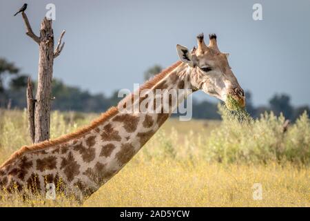 Giraffe sitting in the grass in the Kruger National Park, South Africa ...