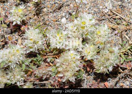 Algerian Tea, Paronychia argentea in flower Stock Photo - Alamy