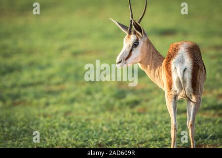 Side profile of a Springbok Stock Photo - Alamy