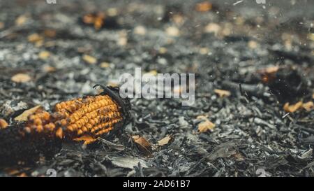 Corn clip on an irresponsibly burnt field turned to ashes. Burnt corn ...