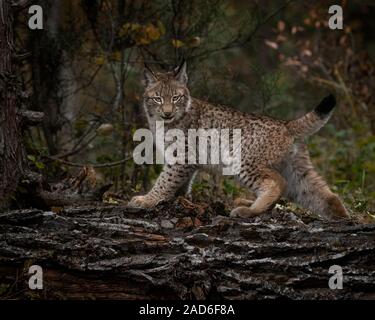 Siberian lynx kitten in fall color Stock Photo - Alamy