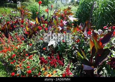 Canna indica Red, canna lily, Ricinus communis, castor oil plant Stock ...