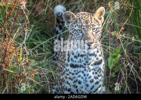 A young female Leopard starring at the camera in the Sabi Sand Game ...