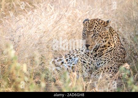 A male Leopard resting in the grass in the Sabi Sand Game Reserve ...