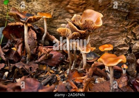 Wavy Cap (psilocybe cyanescens) psychedelic fungi (magic mushrooms ...