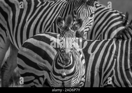 Zebra starring at the camera in the Kruger National Park, South Africa ...