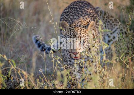 Young Leopard walking towards the camera in the Kruger National Park ...