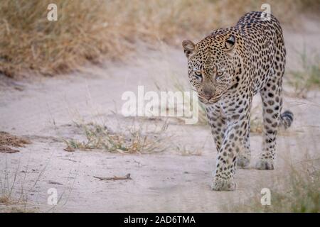 Leopard walking on a sand road in the Kruger National Park, South ...