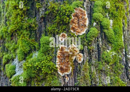 Fungi growth on oak tree Stock Photo: 103529874 - Alamy