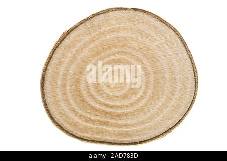 Young birch log cross section, isolated on blurry background Stock ...
