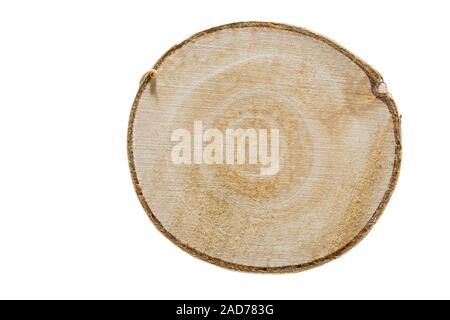 Young birch log cross section, isolated on blurry background Stock ...