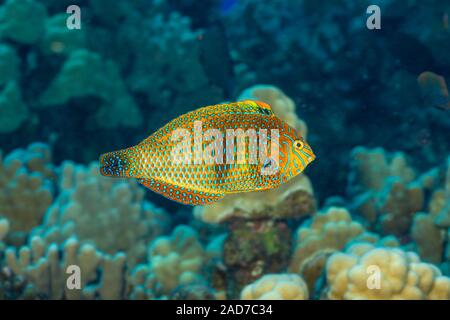 Hinalea lolo, Fishes of Hawaii Stock Photo - Alamy