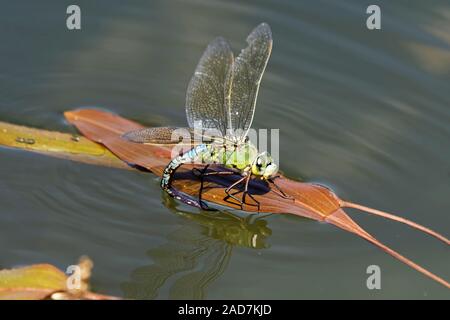Great King Dragonfly Stock Photo - Alamy