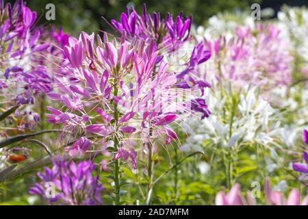 spiny spiderflower, spider flower, Tarenaya spinosa Stock Photo - Alamy