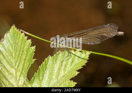 Banded Darter Dragonfly Stock Photo - Alamy