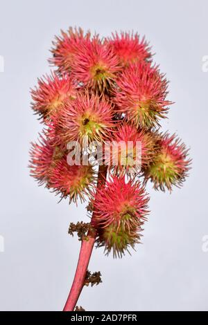 Leaf of castor oil tree Stock Photo - Alamy