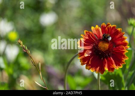 Cockade flower (Gaillardia Stock Photo - Alamy