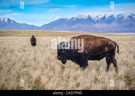 American Bison in the field of Antelope Island State Park, Utah Stock ...