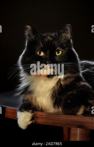 cute calico cat portrait on white background with copy space Stock ...